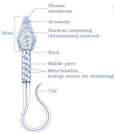 25 HUMAN REPRODUCTION QUESTIONS - PREPARE TO BE BEST